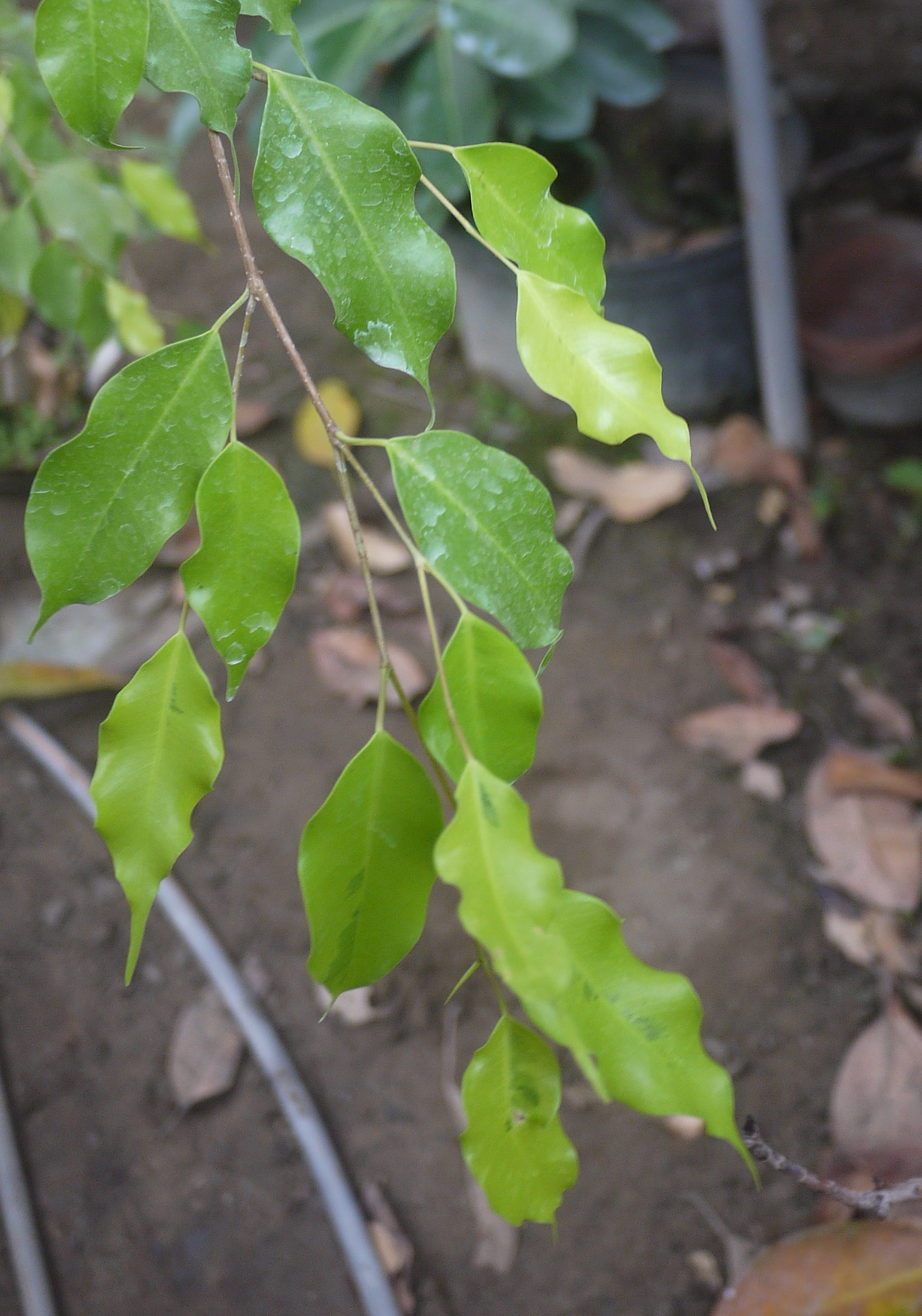 Коллекции растений ЦСБС СО РАН - Ficus benjamina L. – Фикус Бенджамина